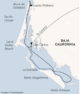 Baja California: Observing the Whales of Magdalena Bay | Pomona College ...