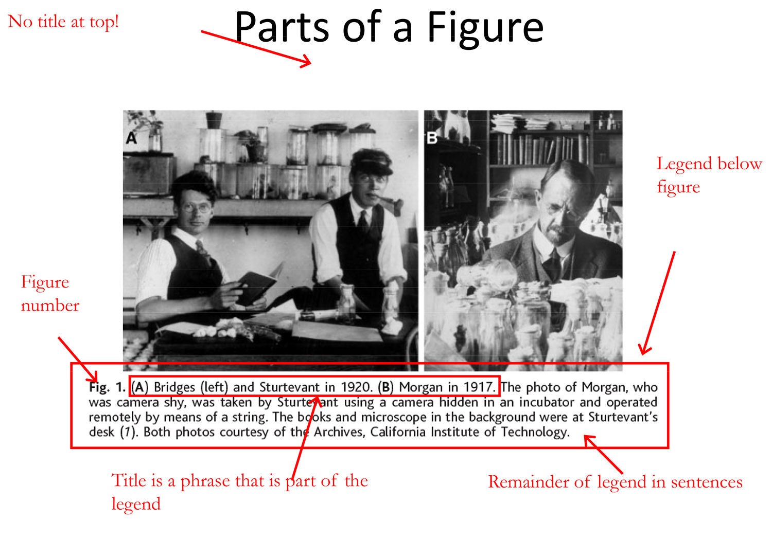 Bio 40 Lab How To Create A Table For Your Lab Report Pomona College