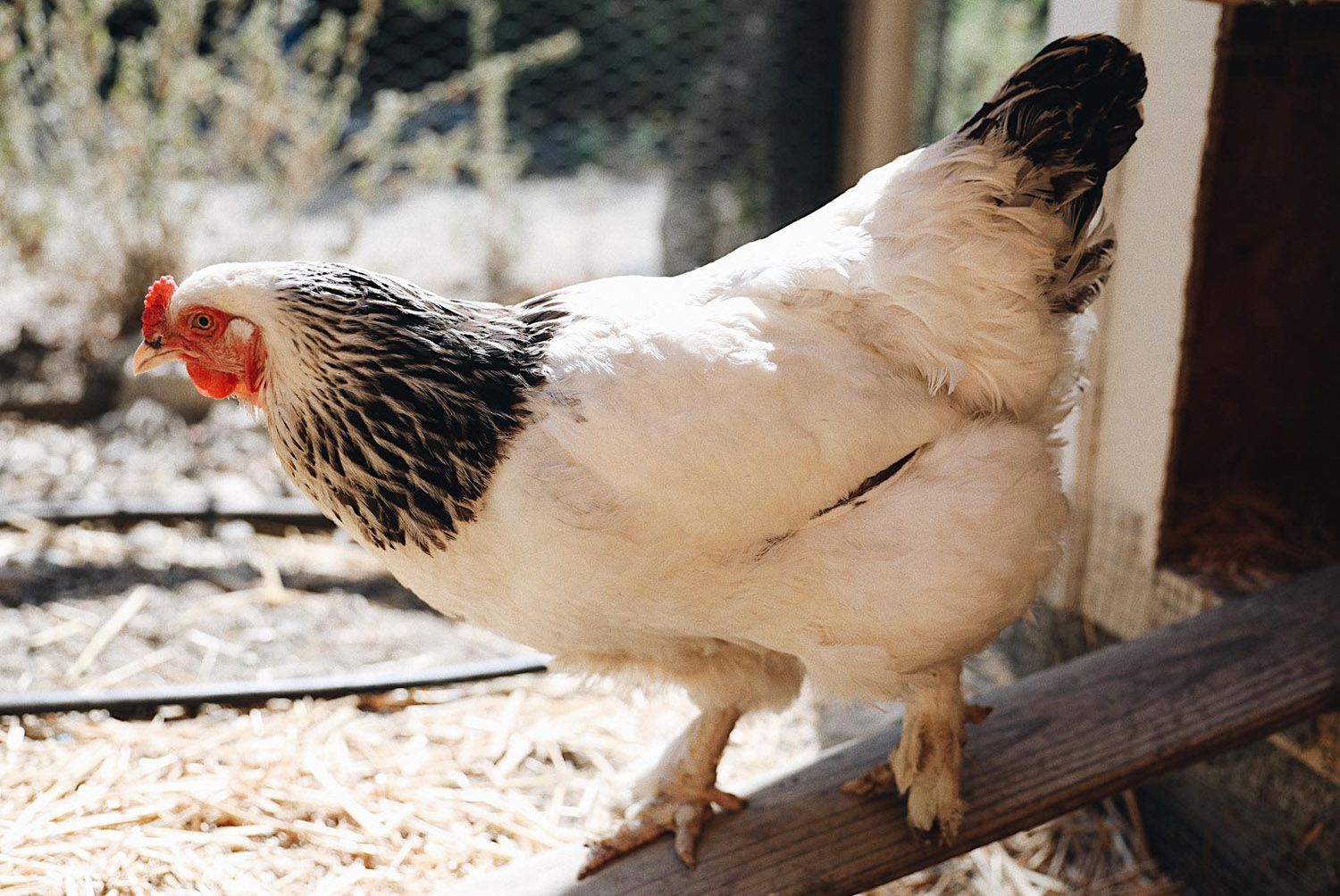 Pomona College Organic Farm | Pomona College in Claremont, California ... Pomona College Organic Farm | Pomona College in Claremont, California ...