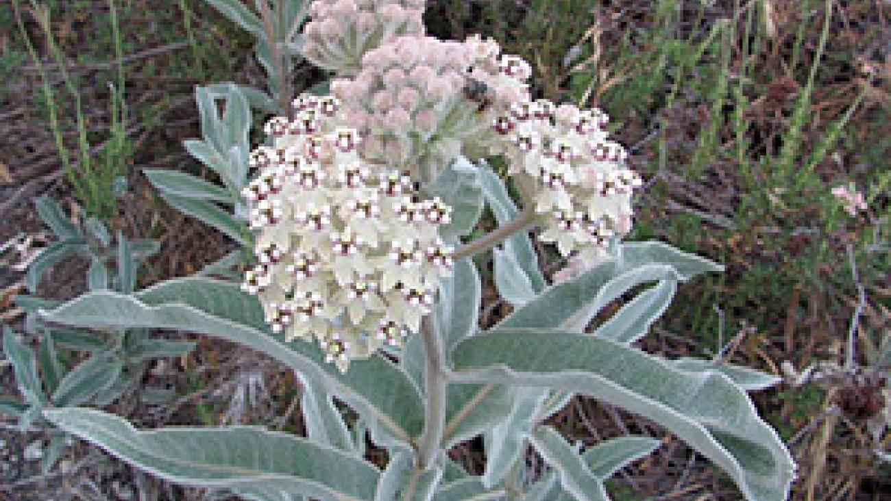 Plant Biology at The Claremont Colleges | Pomona College in Claremont ...